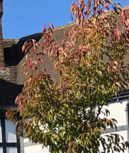The Ascott Pub Restaurant in Pinner