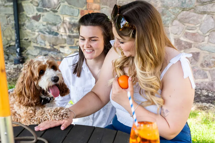 From Paws to Pubs: Check Out the Best Dog Walks in and Around Cambridge